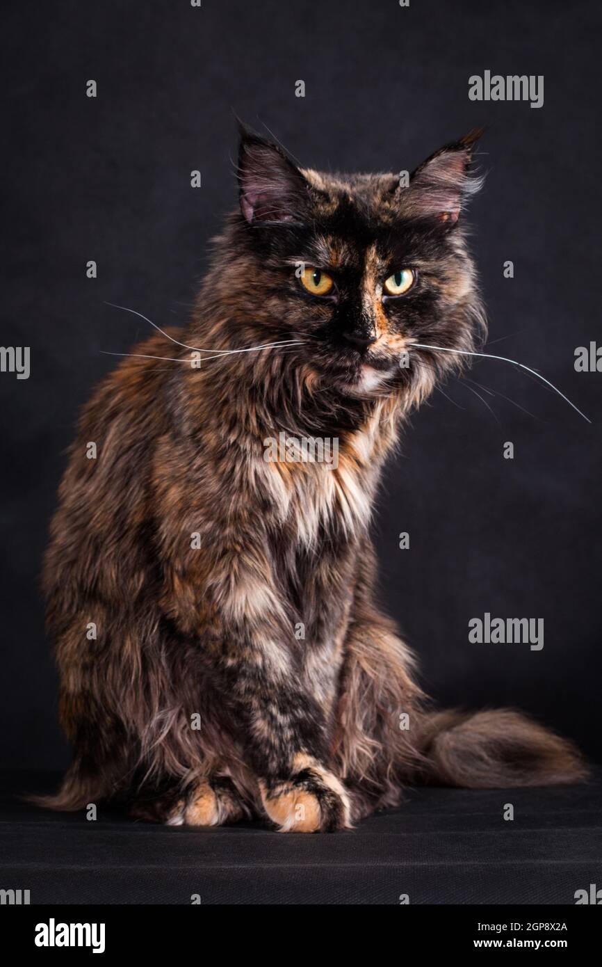 Severe menacing cat breed Mainkun on a black background indoors in the ...