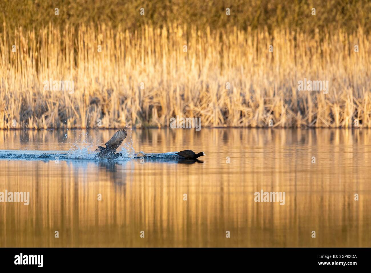 black water bird Eurasian coot, Fulica atra, running on pond surface ...