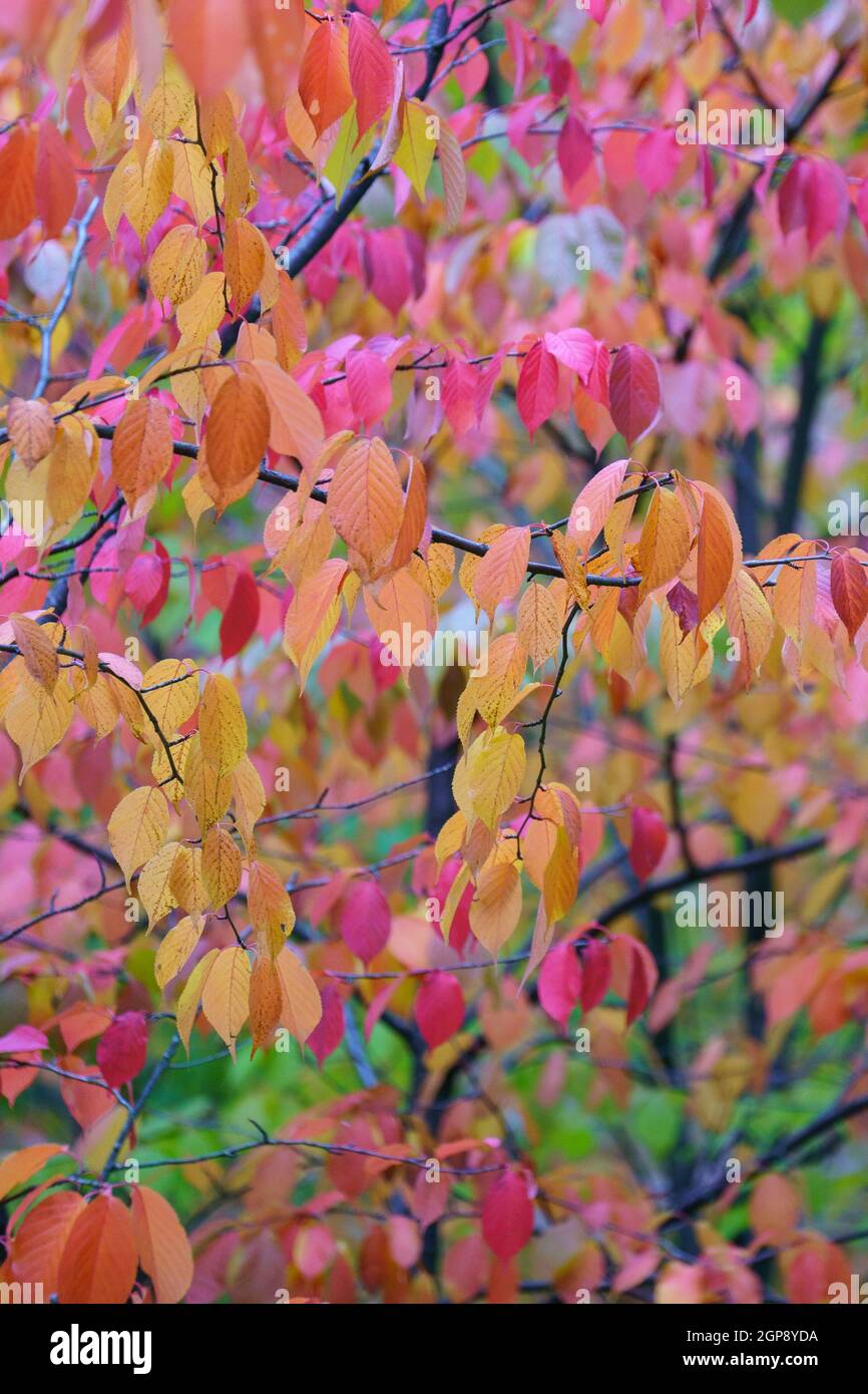 Autumn nature. Fall season concept. Elm bright red and orange leaves ...