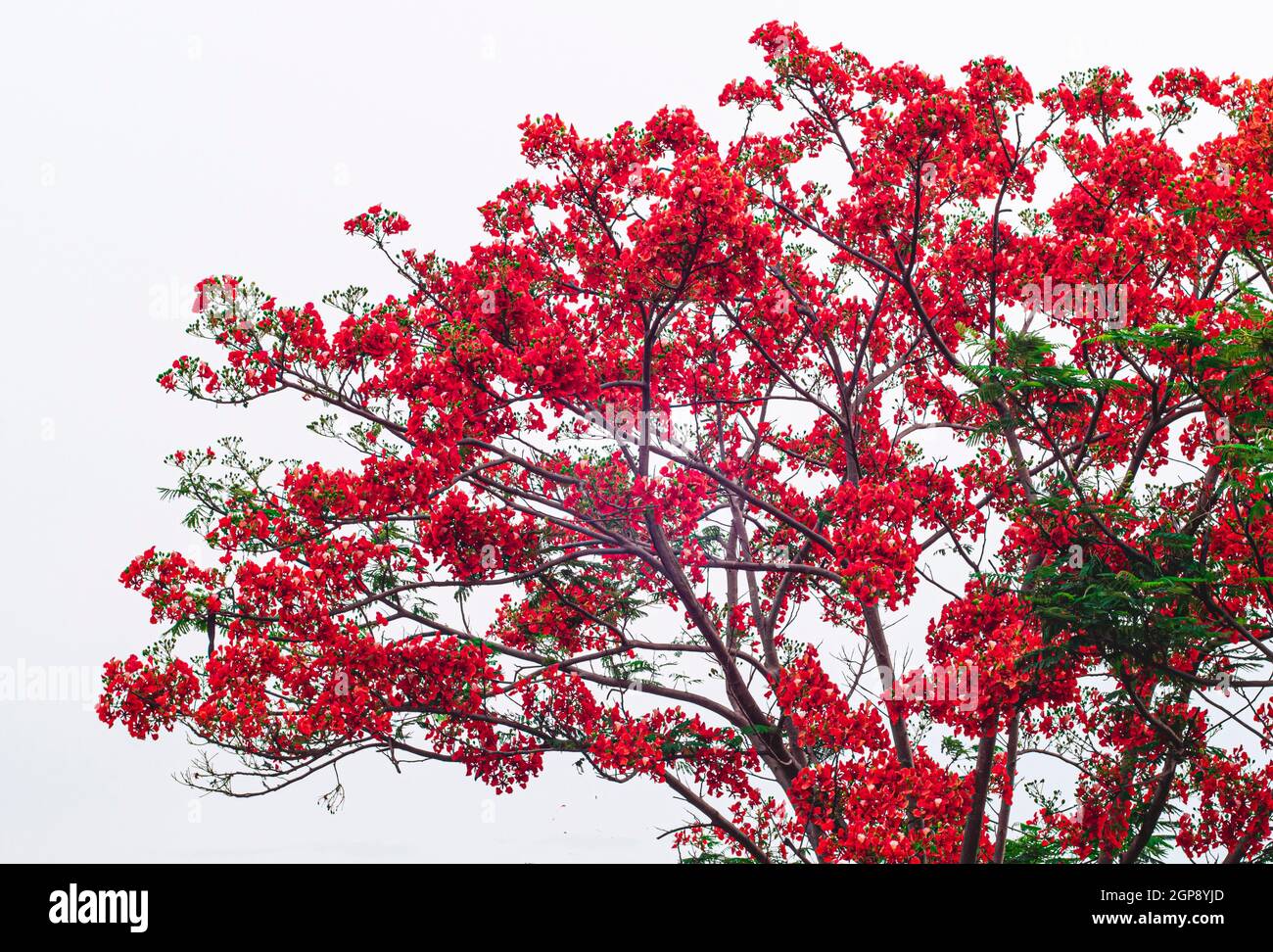 Beautiful Monkey Flower Tree or Fire of Pakistan in Thailand isolate on ...
