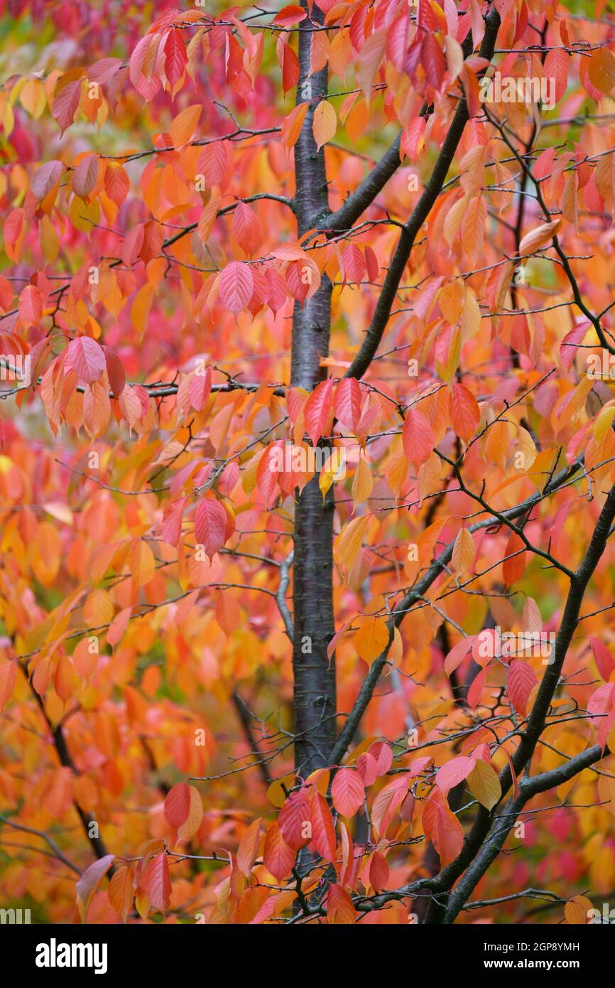 Autumn nature. Fall season concept. Elm bright red and orange leaves ...