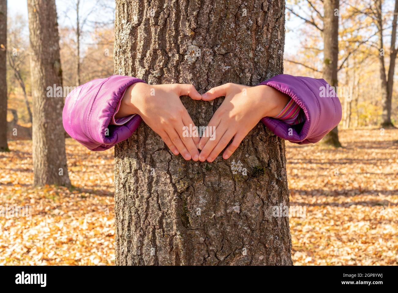 Child's hands making a heart shape on a tree trunk Stock Photo - Alamy