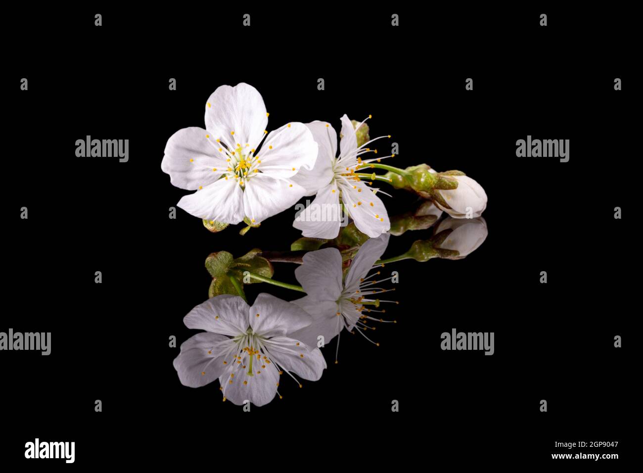 Apple tree blossom isolated on black background, close up. White ...