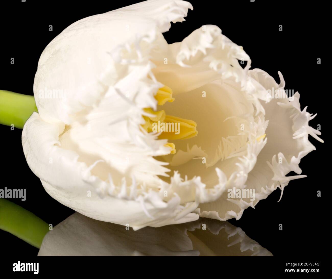 Jagged tulips hi-res stock photography and images - Alamy