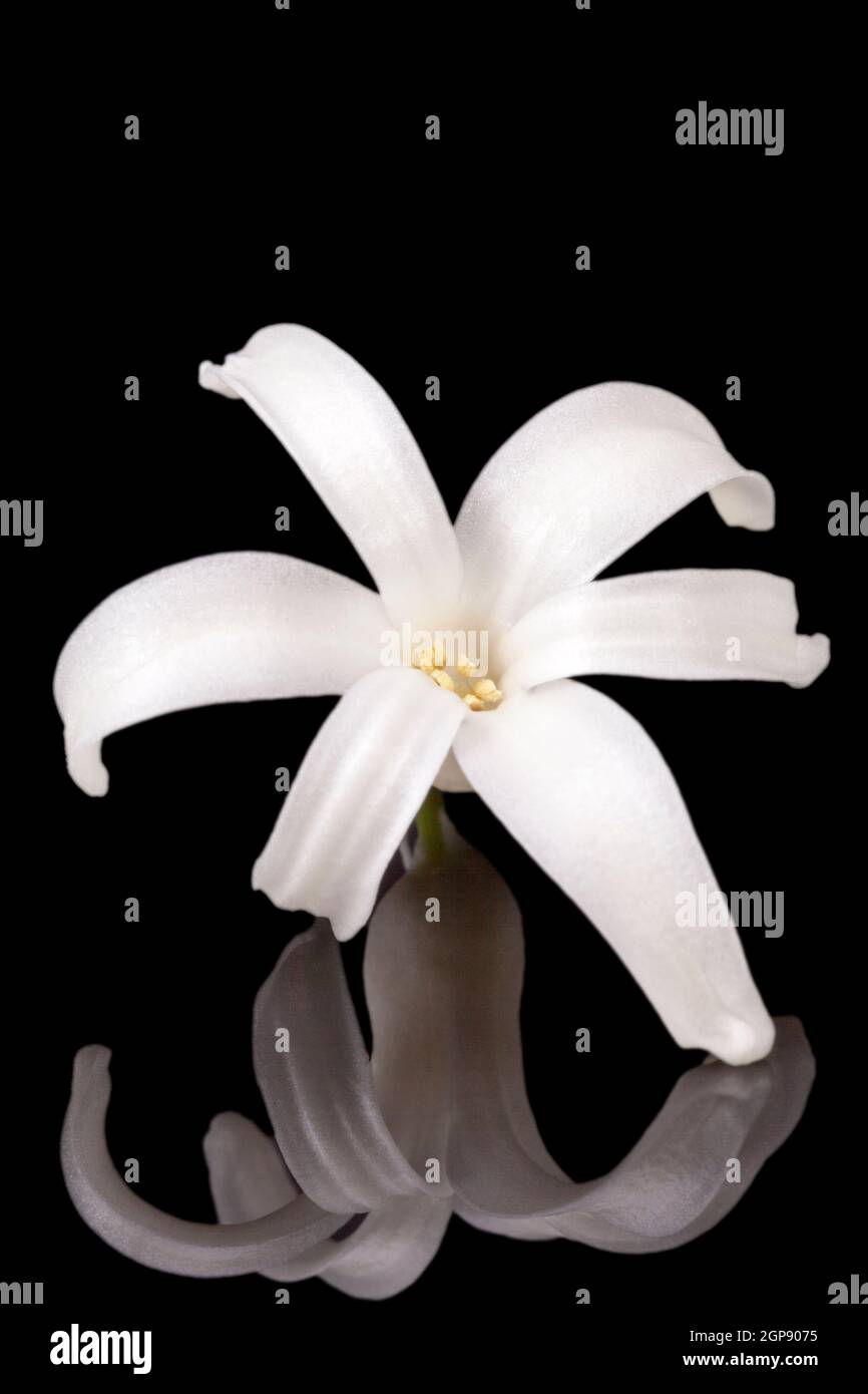 Single spring flowers of white Hyacinth isolated on black background ...