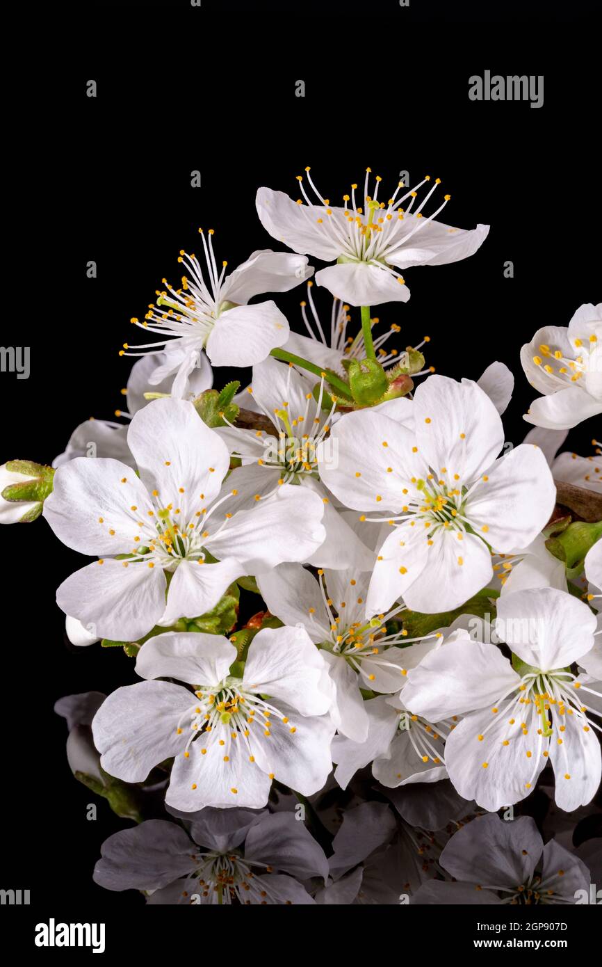 Apple tree blossom isolated on black background, close up. White ...