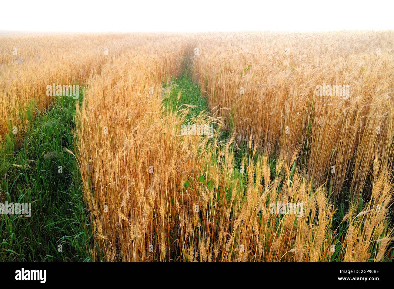 Pathway through the field hi-res stock photography and images - Alamy