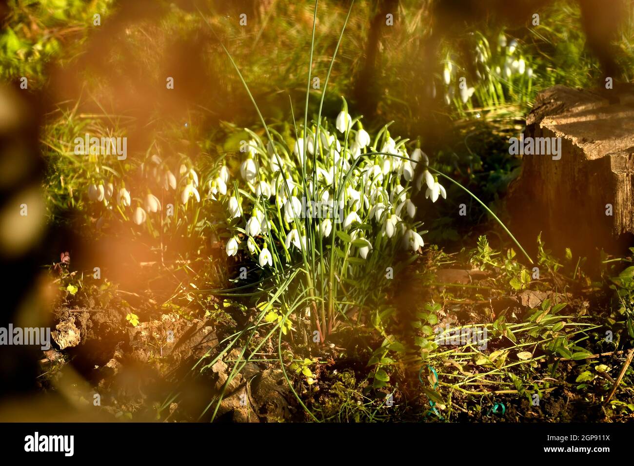 snowdrops in early spring in a German garden, view to a hedge Stock ...