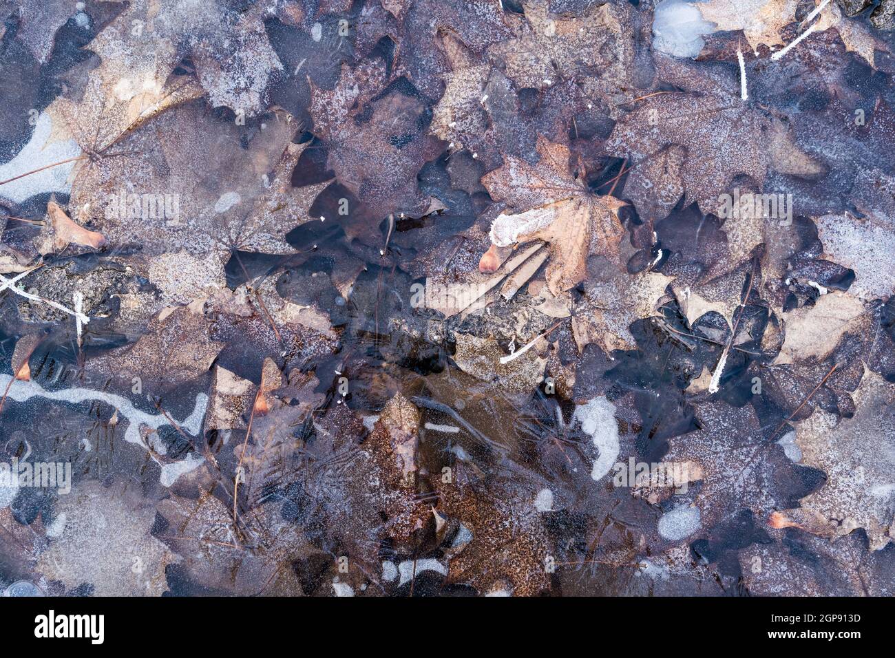 Frozen puddle fallen leaves hi-res stock photography and images - Alamy