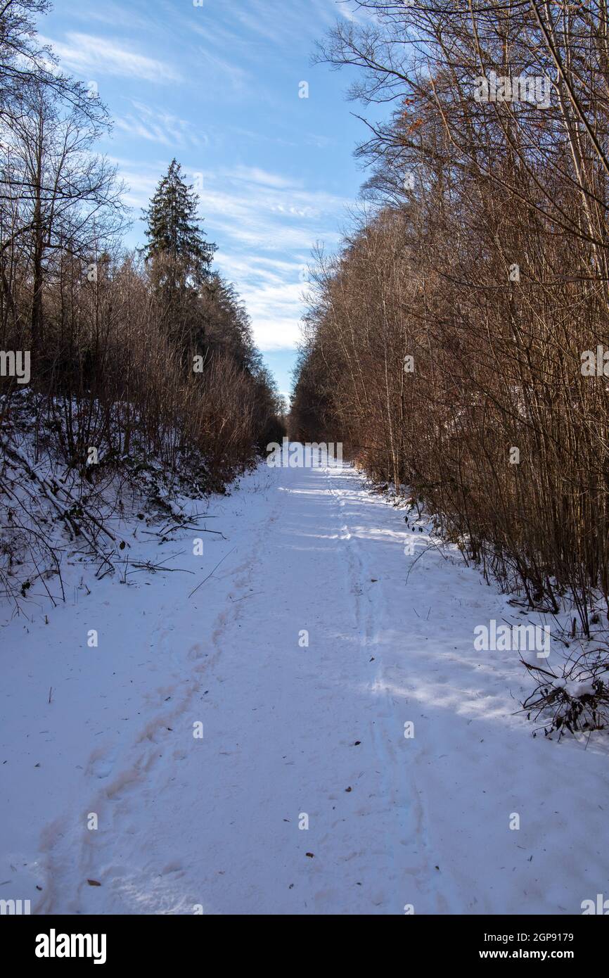 Forest path in the snow Stock Photo - Alamy