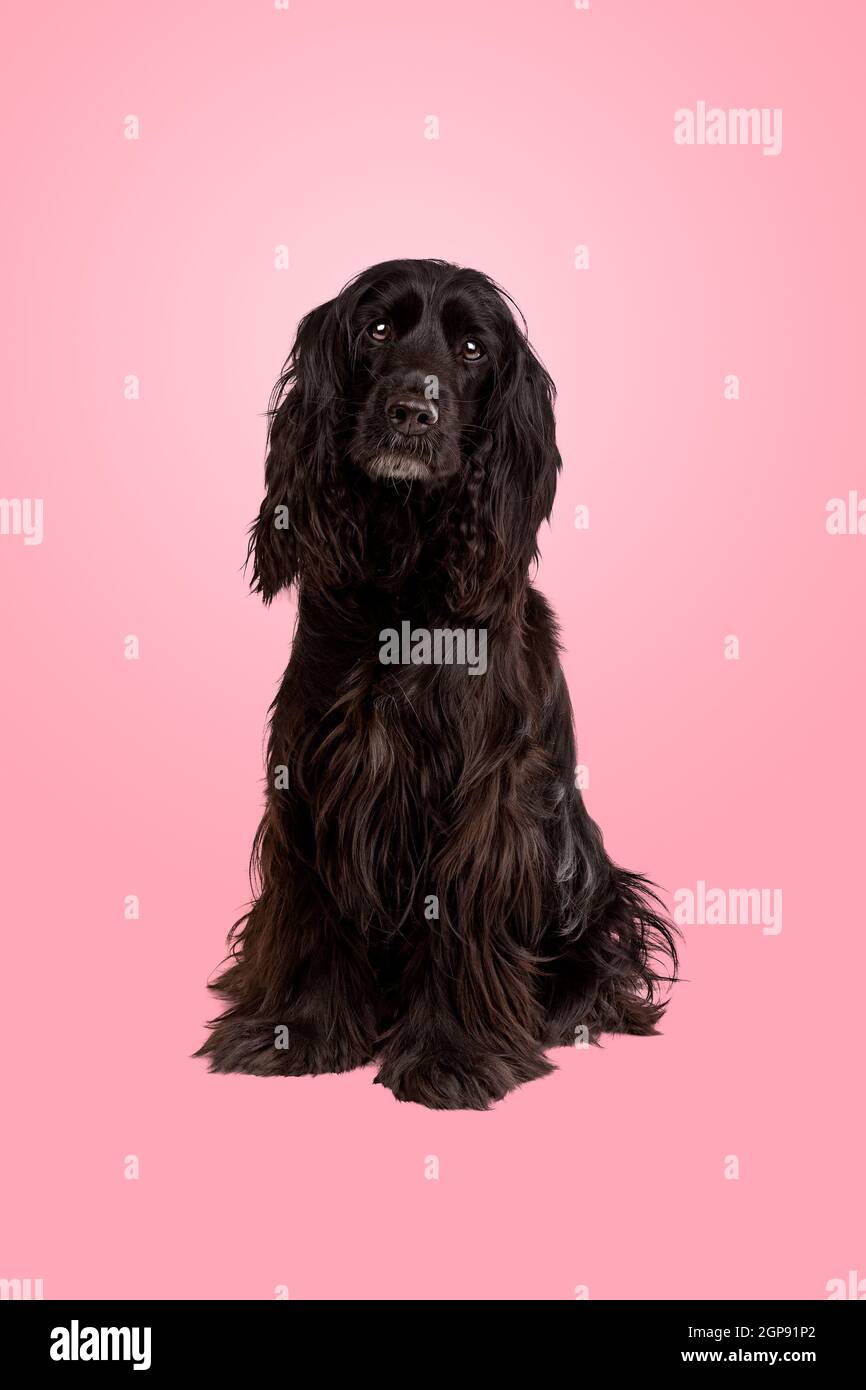 black cocker spaniel in front of pastel pink gradient background Stock ...