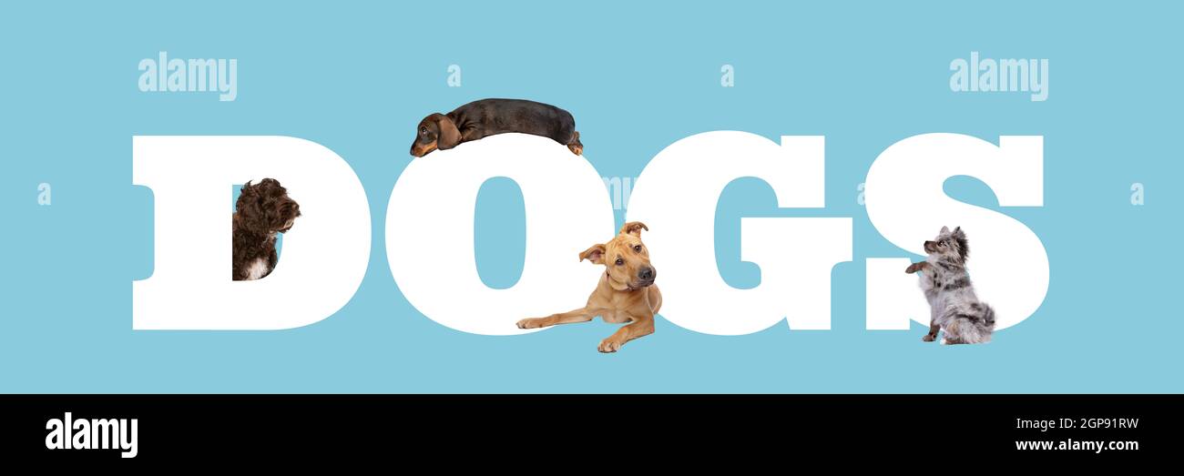 A group of four dogs around white letters written dogs isolated on a ...