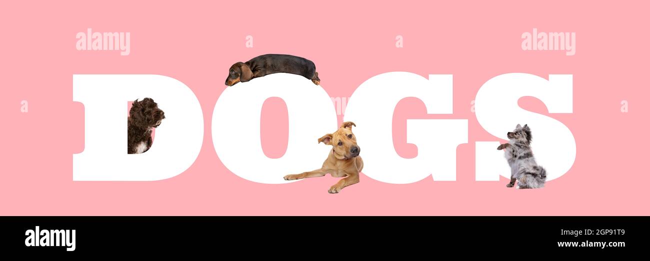 A group of four dogs around white letters written dogs isolated on a ...