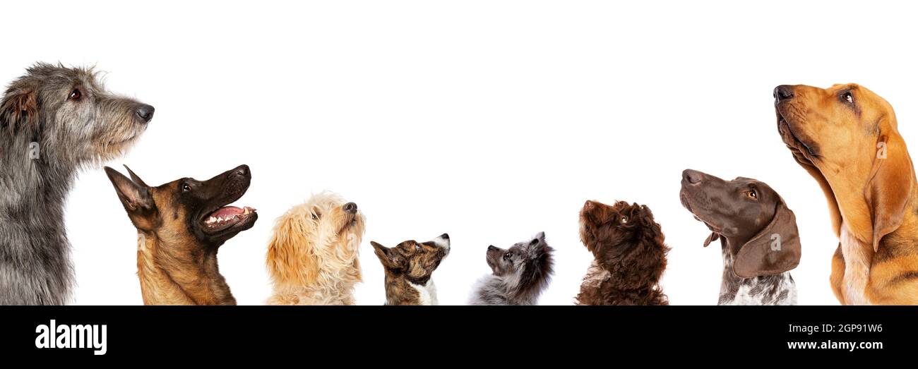 group of eight dogs looking up, portrait in profile.isolated on a white ...