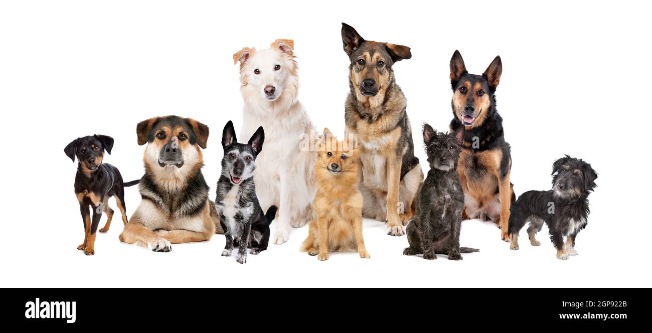 group of nine mixed breed dogs in front of a white background.only ...