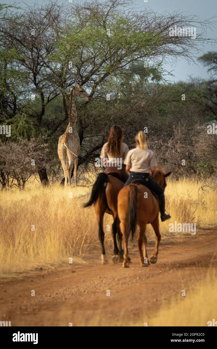 Two women ride towards giraffe by tree Stock Photo - Alamy