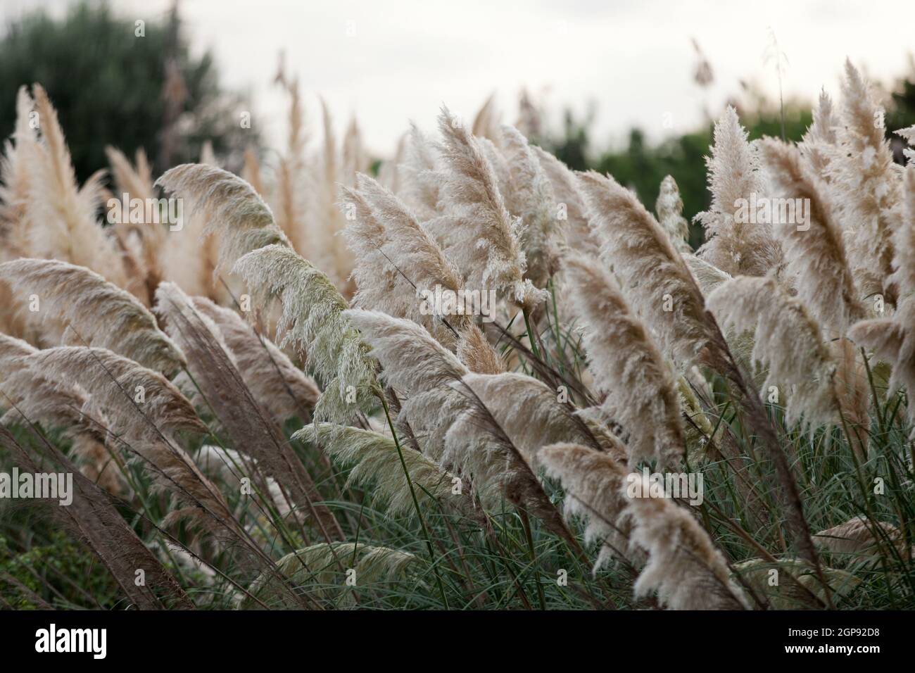 Bush tree blowing in wind hi-res stock photography and images - Alamy