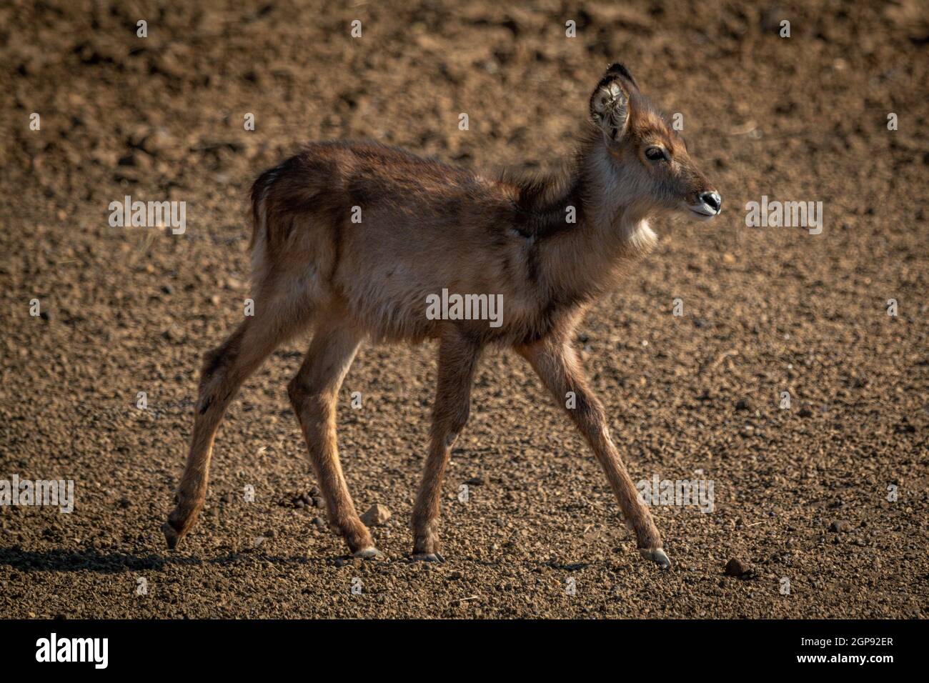 Gravel pan hi-res stock photography and images - Alamy