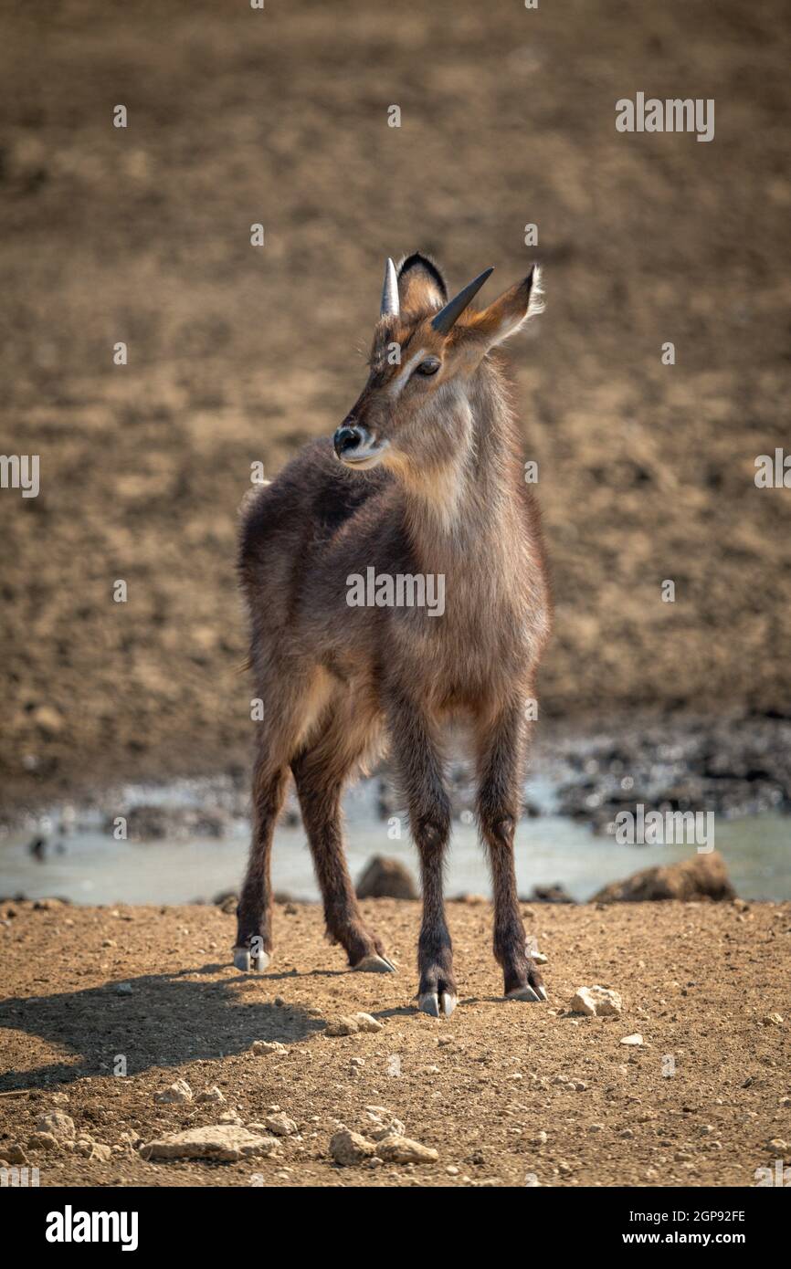 Waterbuck at waterhole hi-res stock photography and images - Alamy