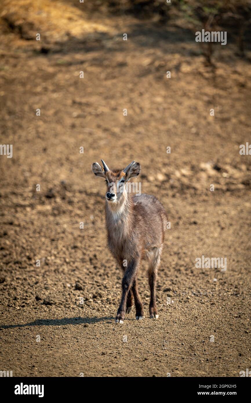 Male common waterbuck walks hi-res stock photography and images - Alamy