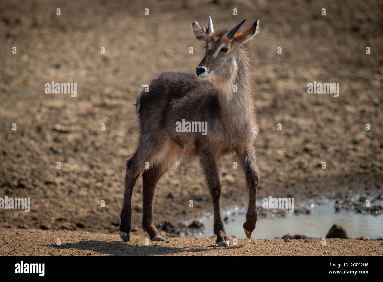 Waterbuck at waterhole hi-res stock photography and images - Alamy