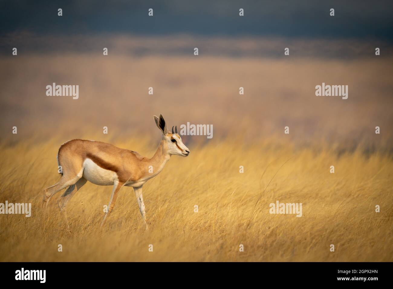 Young springbok walks through grass in plain Stock Photo - Alamy