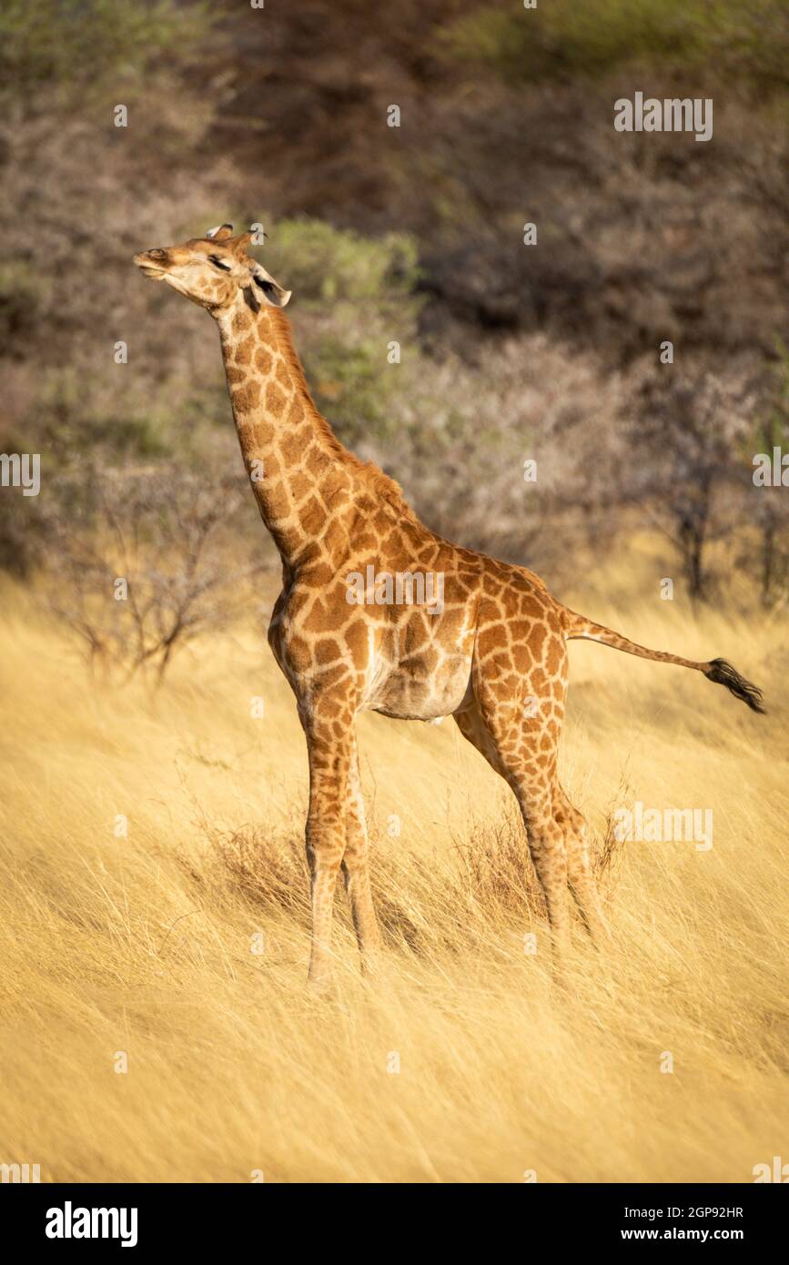 Young southern giraffe stands stretching in grassland Stock Photo - Alamy