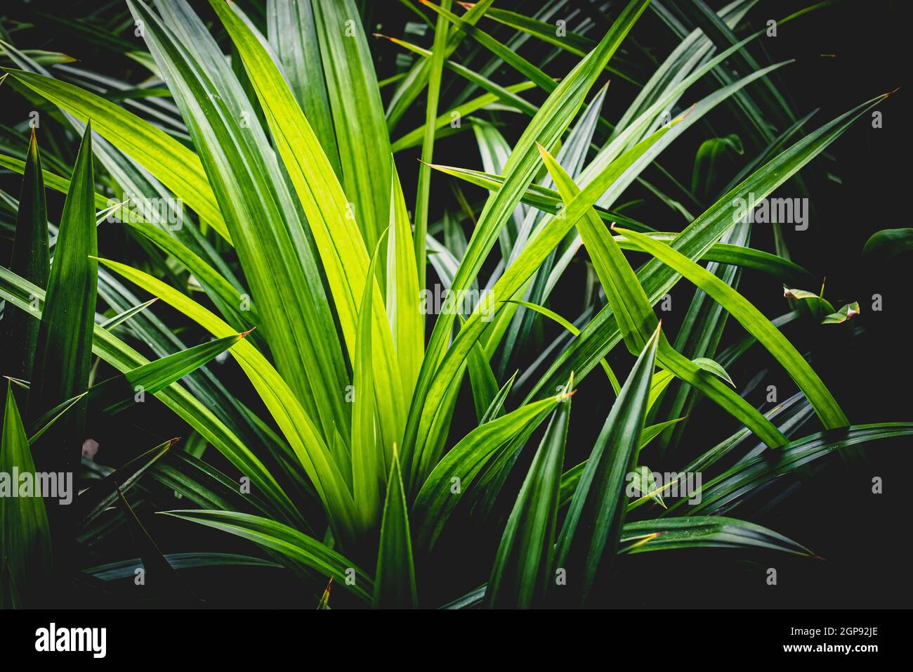 Pandanus amaryllifolius tropical plant fragrant leaves nature ...