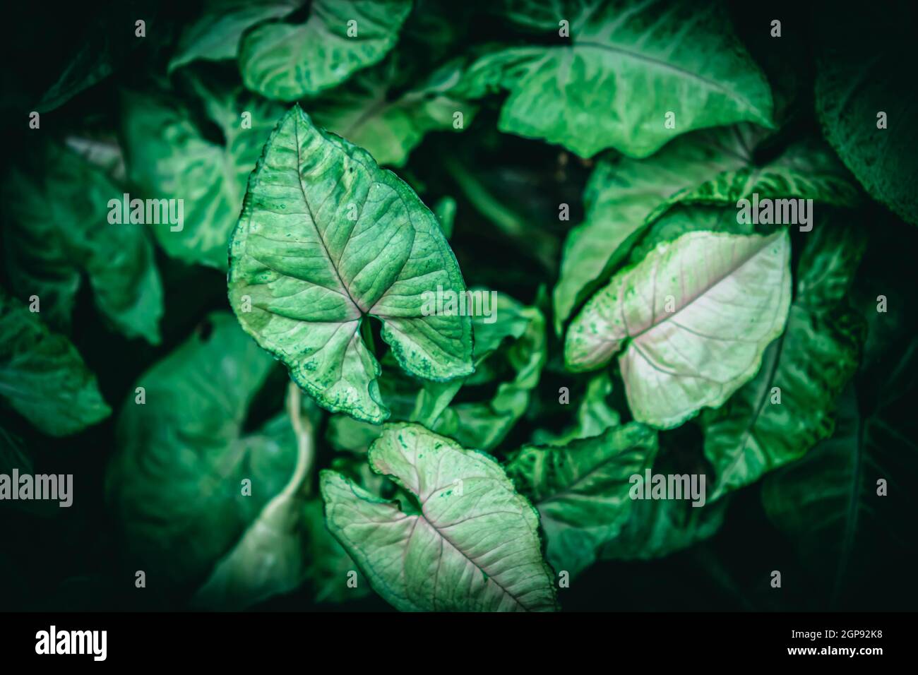 Philodendron leaf (Philodendron melinonii), large green foliage ...