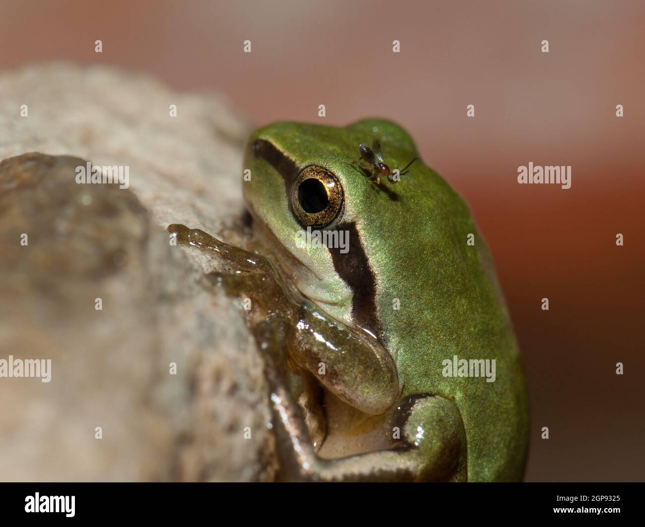 Mediterranean tree frog Hyla meridionalis with the twisted hind legs ...