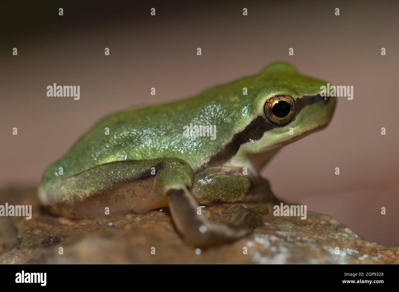 Mediterranean tree frog Hyla meridionalis with the twisted hind leg ...