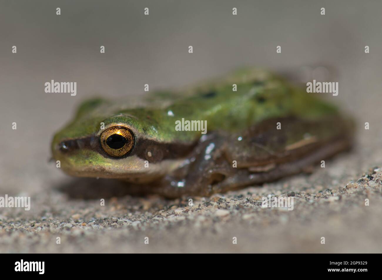 Mediterranean tree frog Hyla meridionalis. The Nublo Rural Park. Gran ...