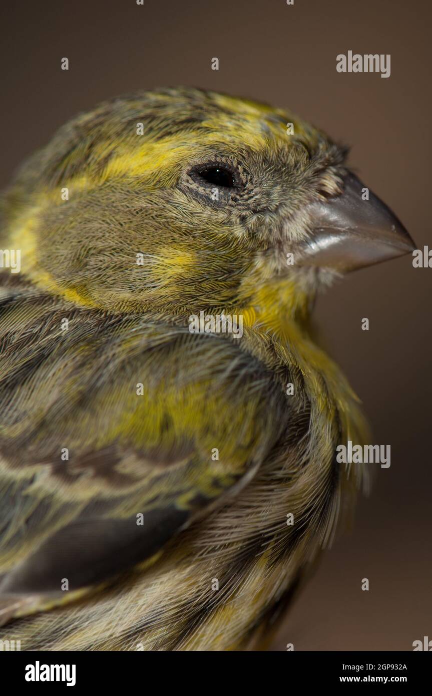 Serins de hi-res stock photography and images - Alamy