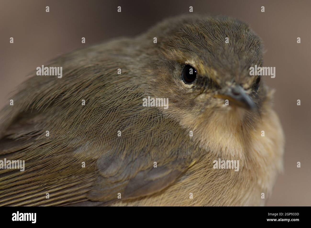 Phylloscopus canariensis canariensis hi-res stock photography and ...