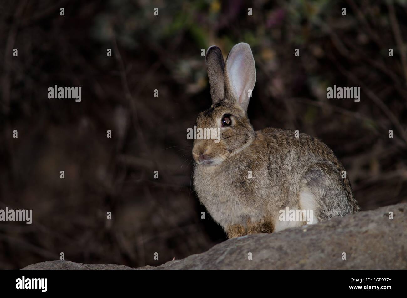 European rabbit Oryctolagus cuniculus, The Nublo Rural Park. Tejeda ...