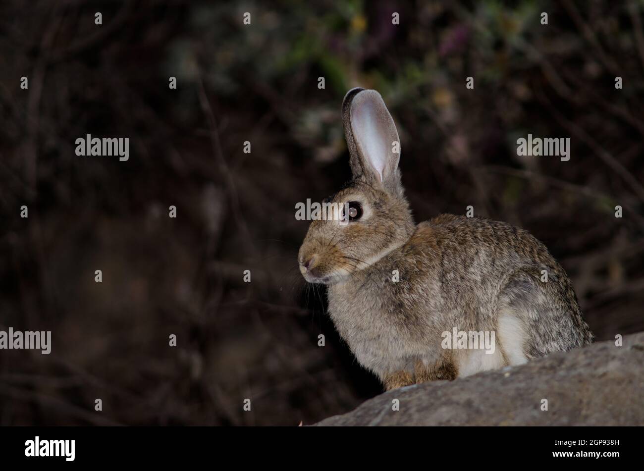 European rabbit Oryctolagus cuniculus, The Nublo Rural Park. Tejeda ...