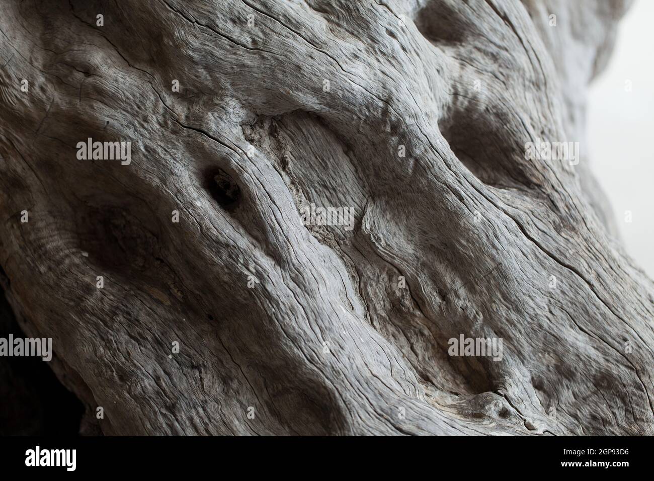 olive tree trunk Stock Photo - Alamy