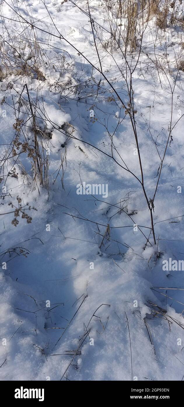 Dry grass breaking through the snow Stock Photo - Alamy