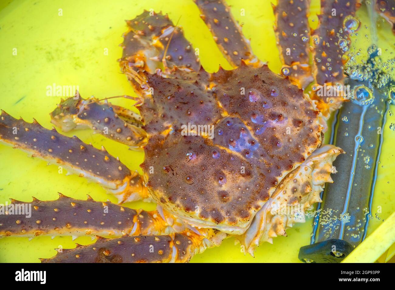 Red King Crab (Taraba crab) or Alaska King Crab at seafood market in ...