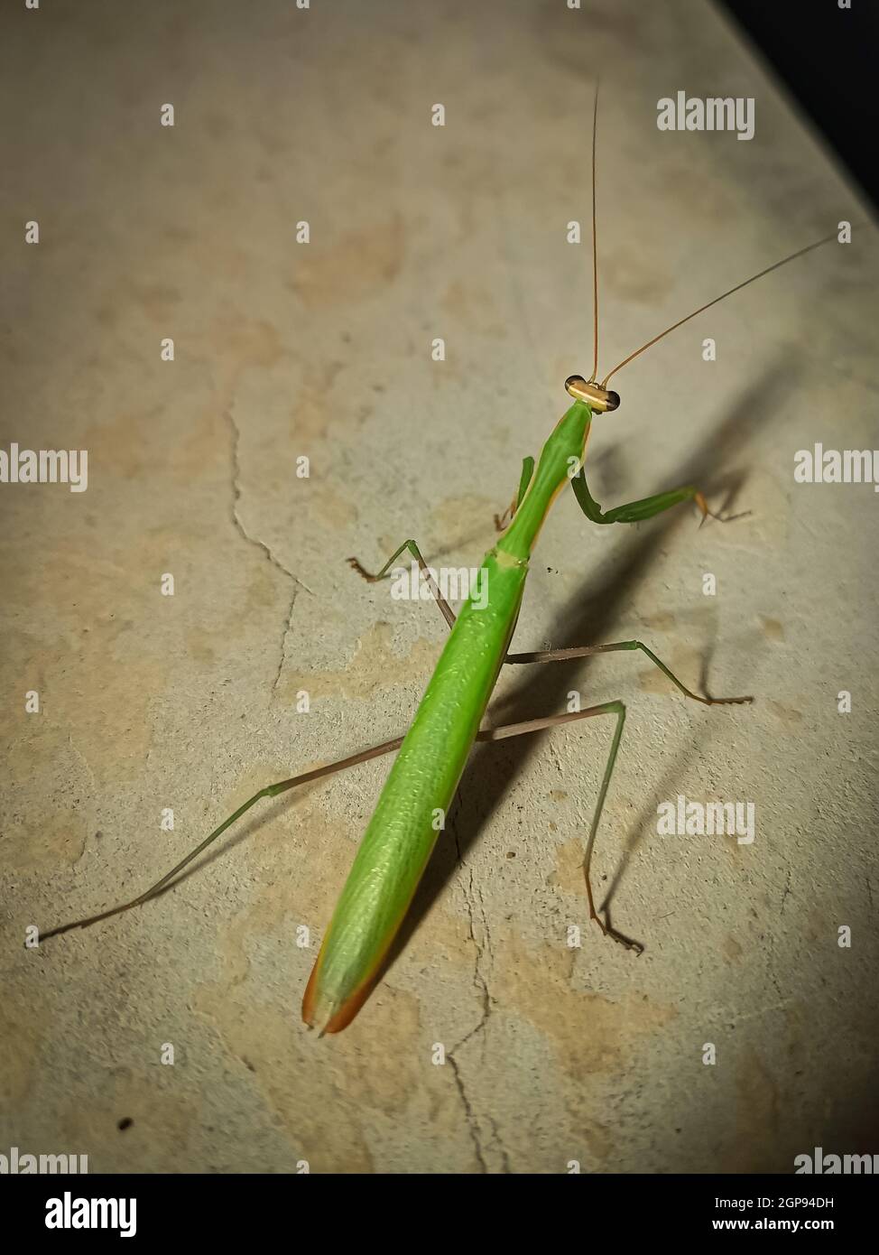 Common praying mantis hi-res stock photography and images - Alamy