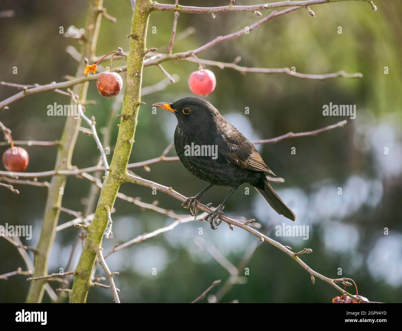 Female blackbird sitting an apple tree with fruits Stock Photo - Alamy