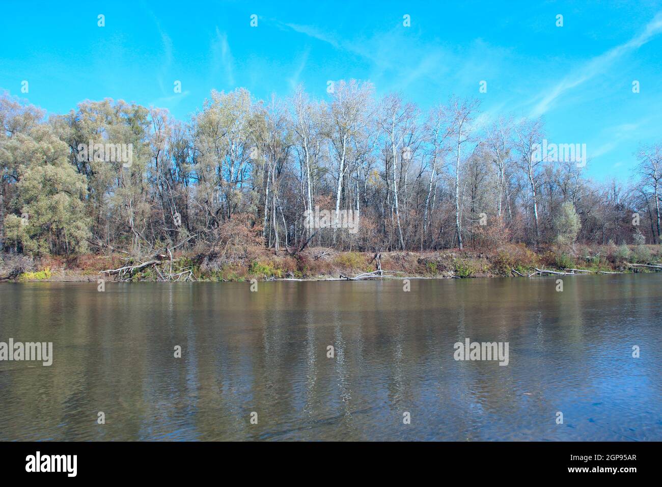 Row of willows hi-res stock photography and images - Alamy