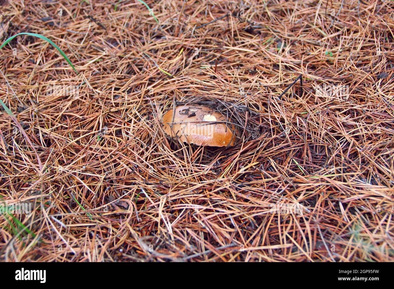 Beautiful mushroom of Suillus growing in coniferous forest. Beautiful ...