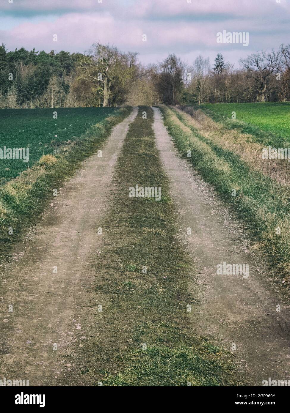 Dirty farm road between green fields which leads to a forest in the ...
