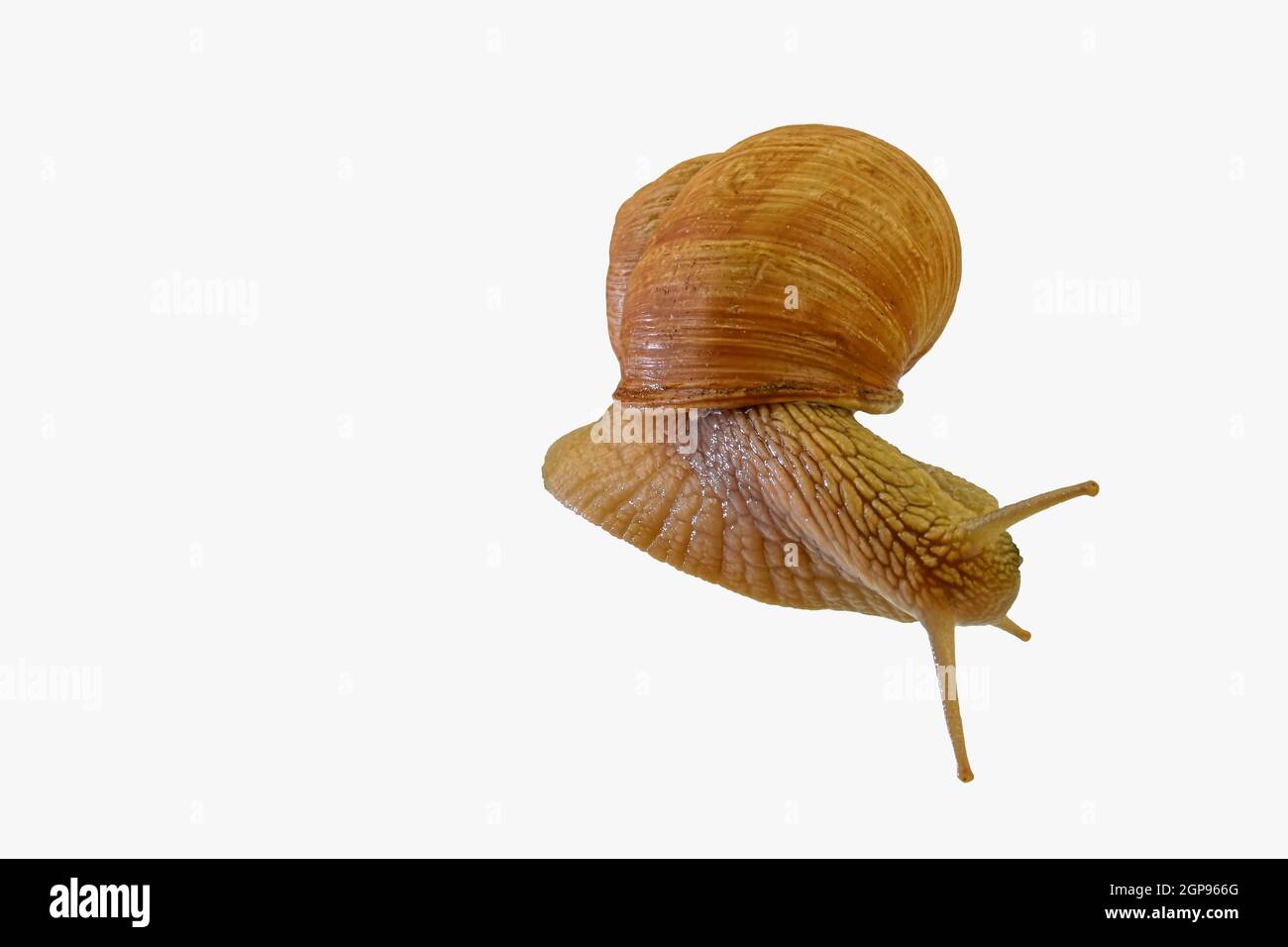 Snail isolated on white background, Helix pomatia, top view. Common ...