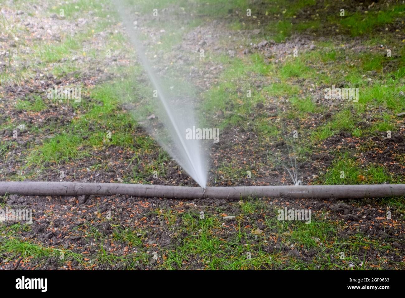 Torn fire hose watering a torn fire hose in a park of trees. a stream ...