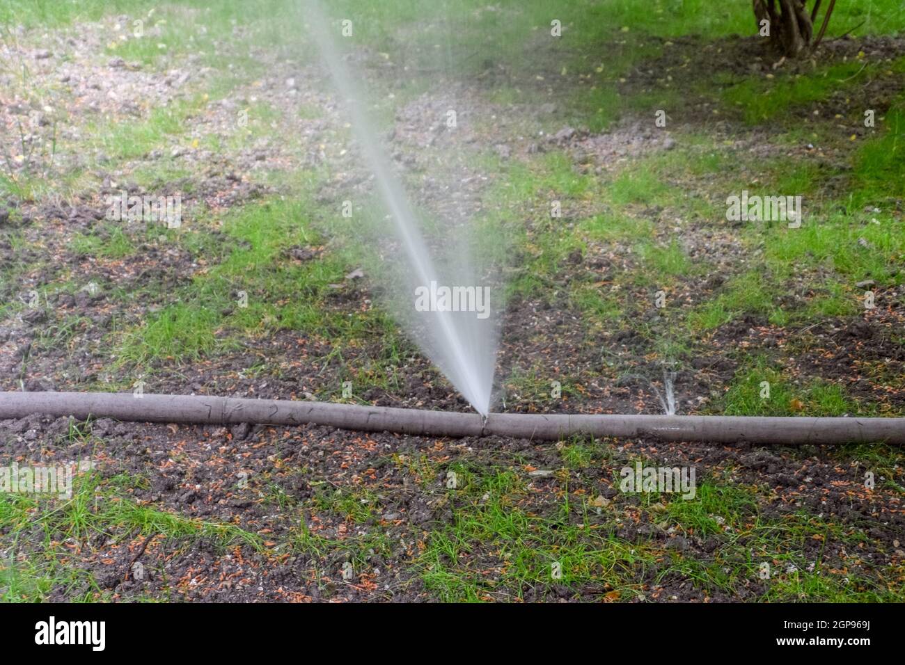 Torn fire hose watering a torn fire hose in a park of trees. a stream ...