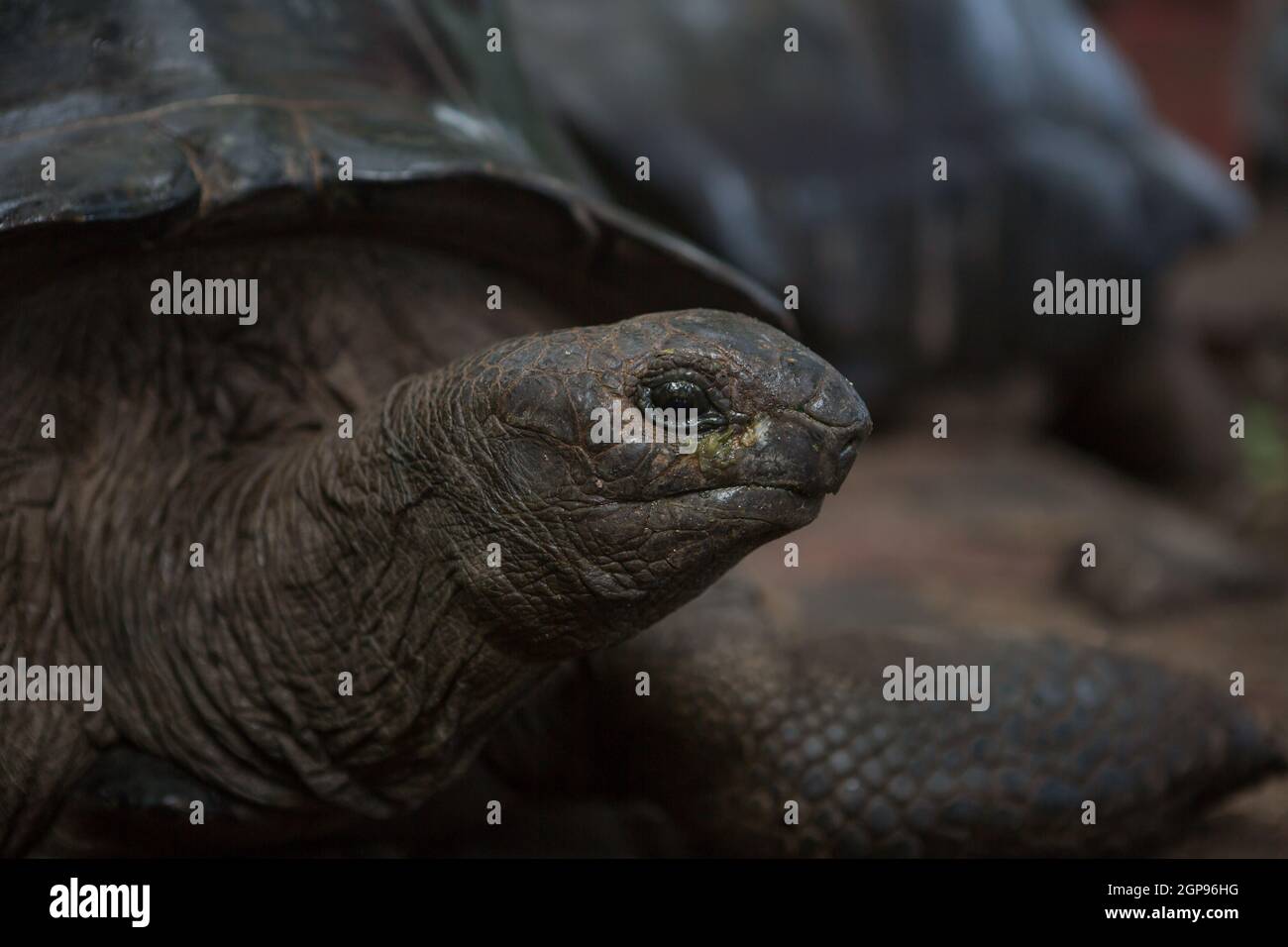 Riding giant turtle hi-res stock photography and images - Alamy
