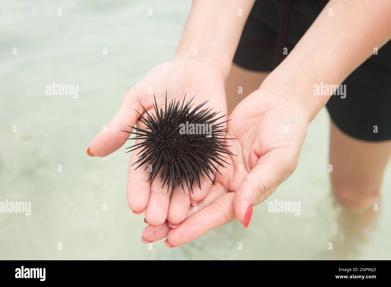 Urchin Animal