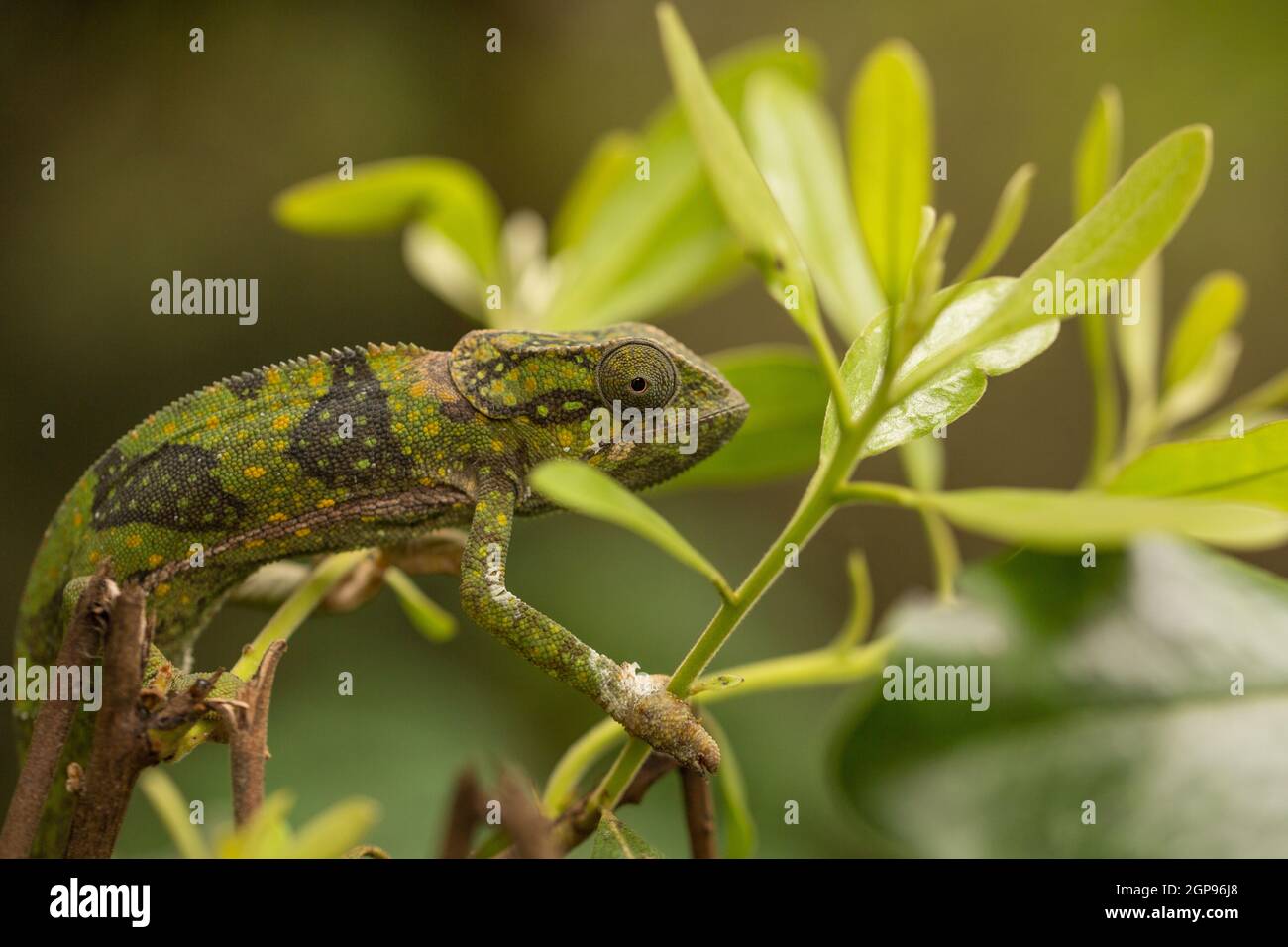 A chameleon at the zoo on the island of Zanzibar, Africa Stock Photo ...